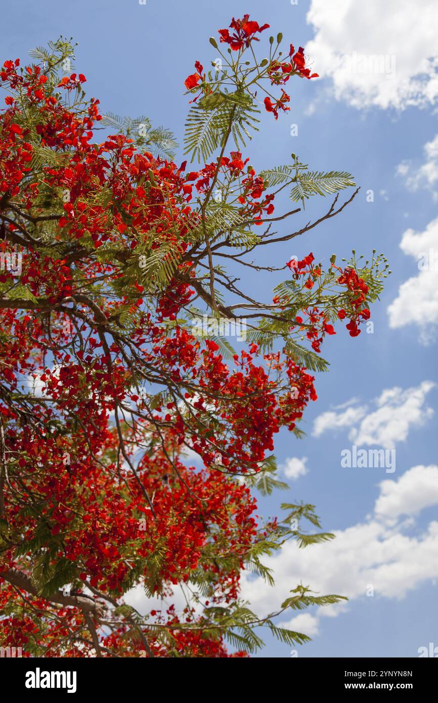 Flamboyant tree africa hi-res stock photography and images - Alamy