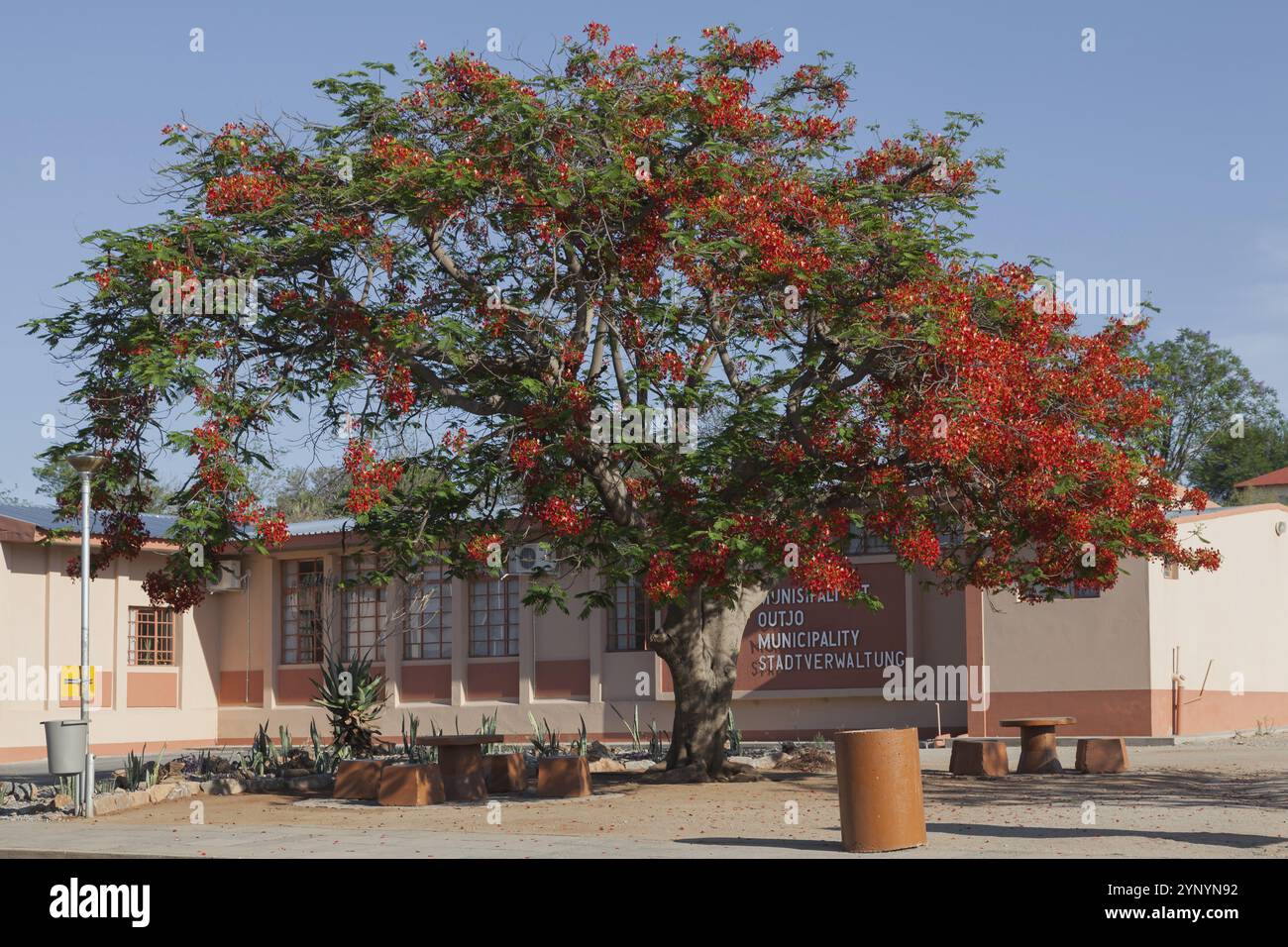 Flame tree (Delonix regia) in front of the city council of Outjo ...