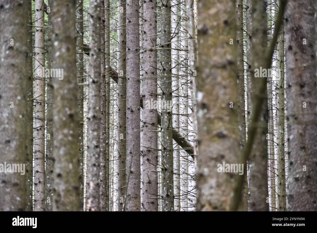Spruce monoculture in Berchtesgaden National Park, abstract, symbol of ...