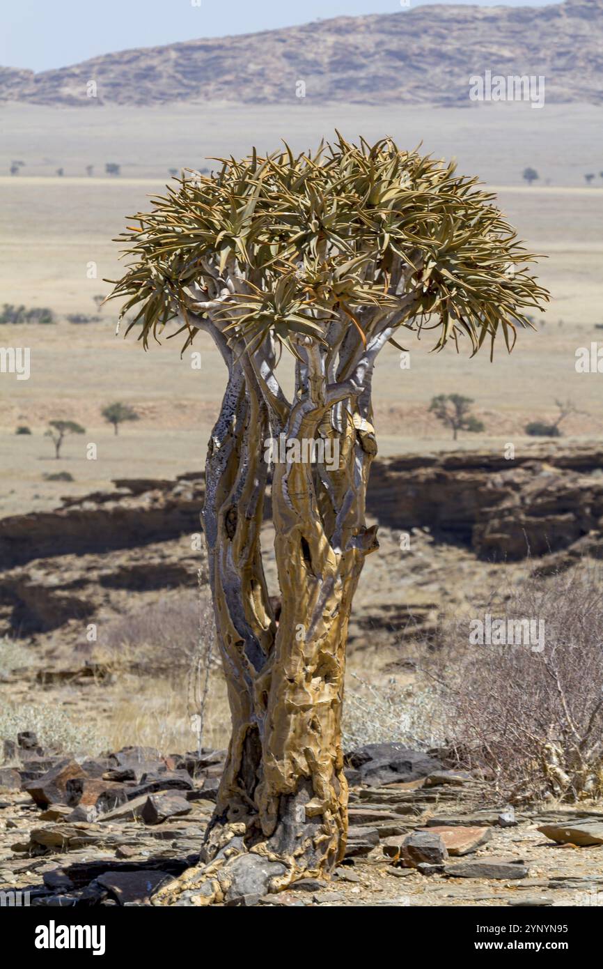 Quiver tree (Aloe dichotoma), Namibia, Africa Stock Photo - Alamy