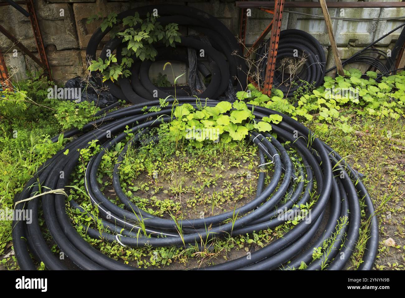 Petasites - Butterbur plants growing amongst coiled flexible black ...