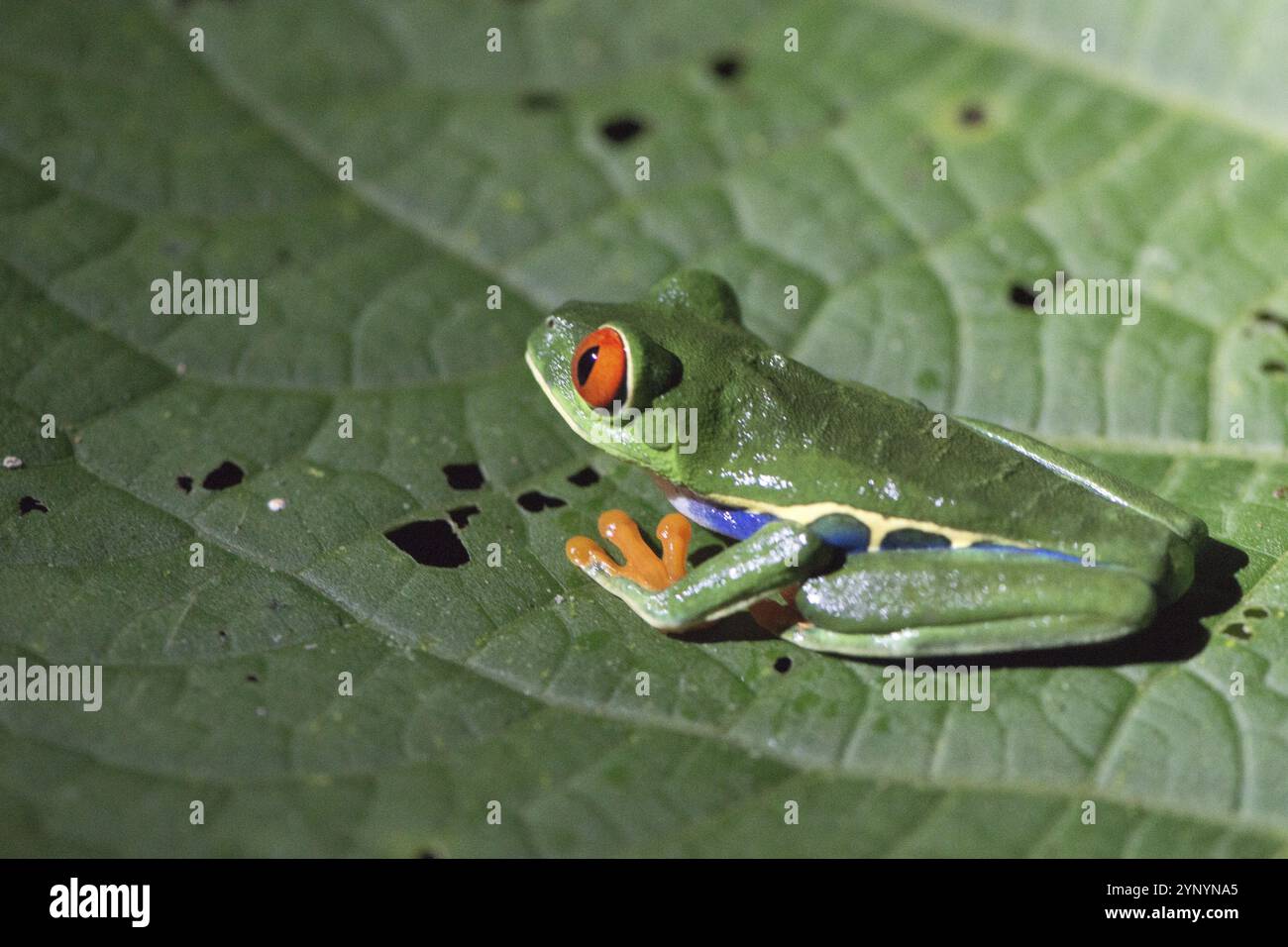 Red-eyed tree frog (Agalychnis callidryas), Costa Rica, Central America ...