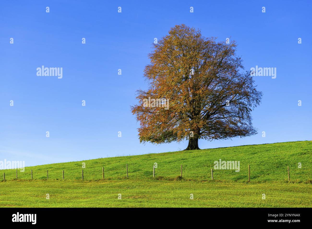 Beech leaves on grass hi-res stock photography and images - Alamy