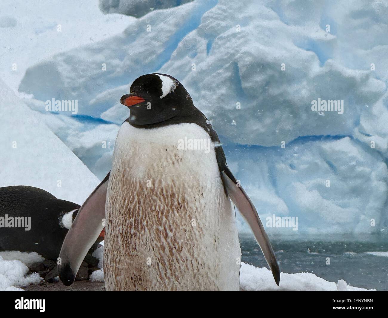 Explore Antarctica 2025. Antarctica mountains, sea and penguin in South ...