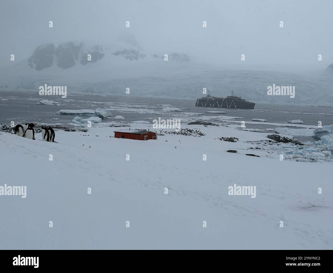 Explore Antarctica 2025. Antarctica mountains, sea and penguin in South ...