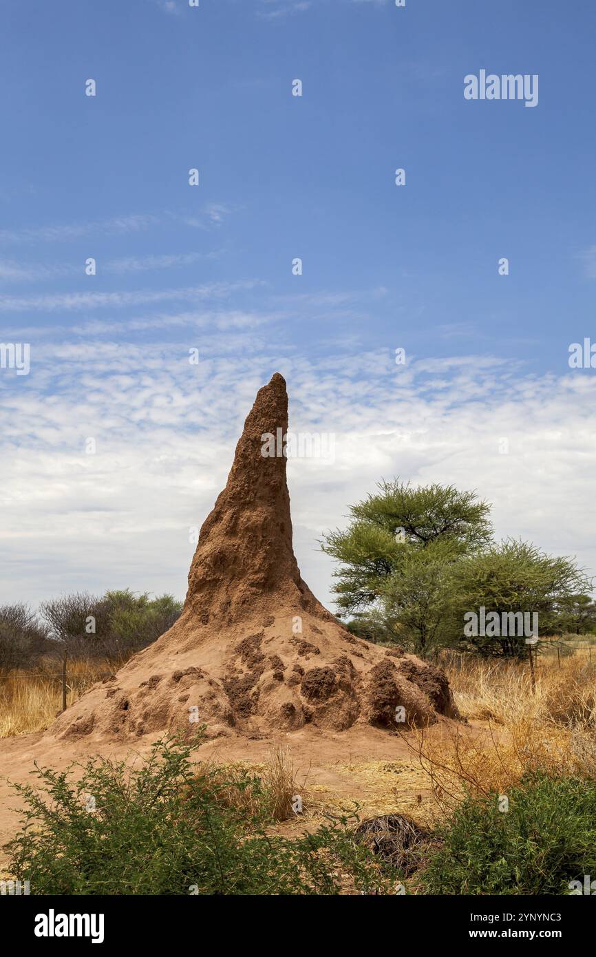 Termite mound, Namibia, Africa Stock Photo - Alamy
