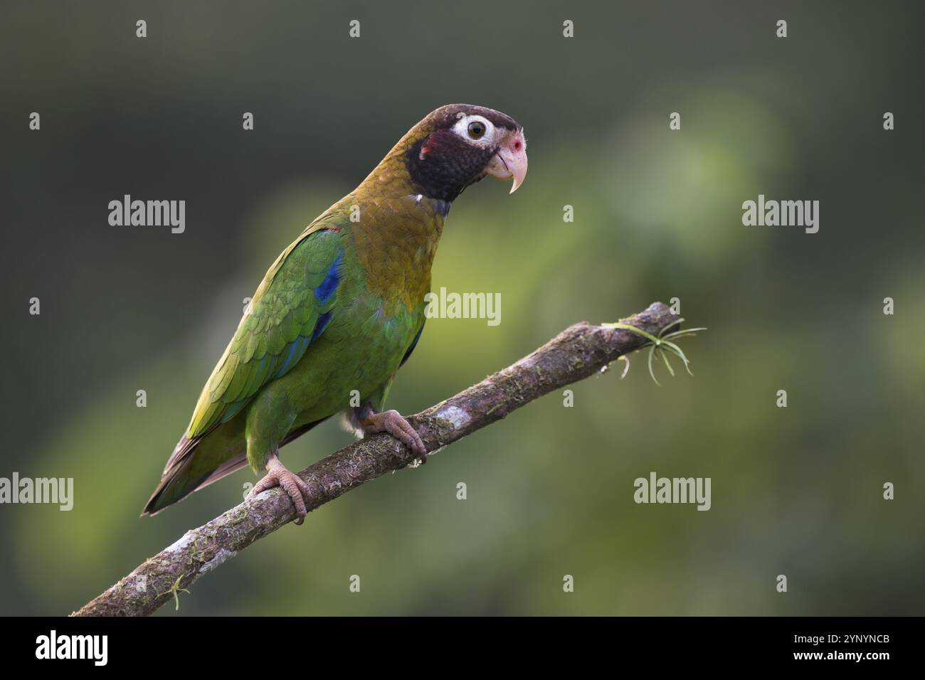 Grey-cheeked parrot (Pyrilia haematotis), Costa Rica, Central America ...