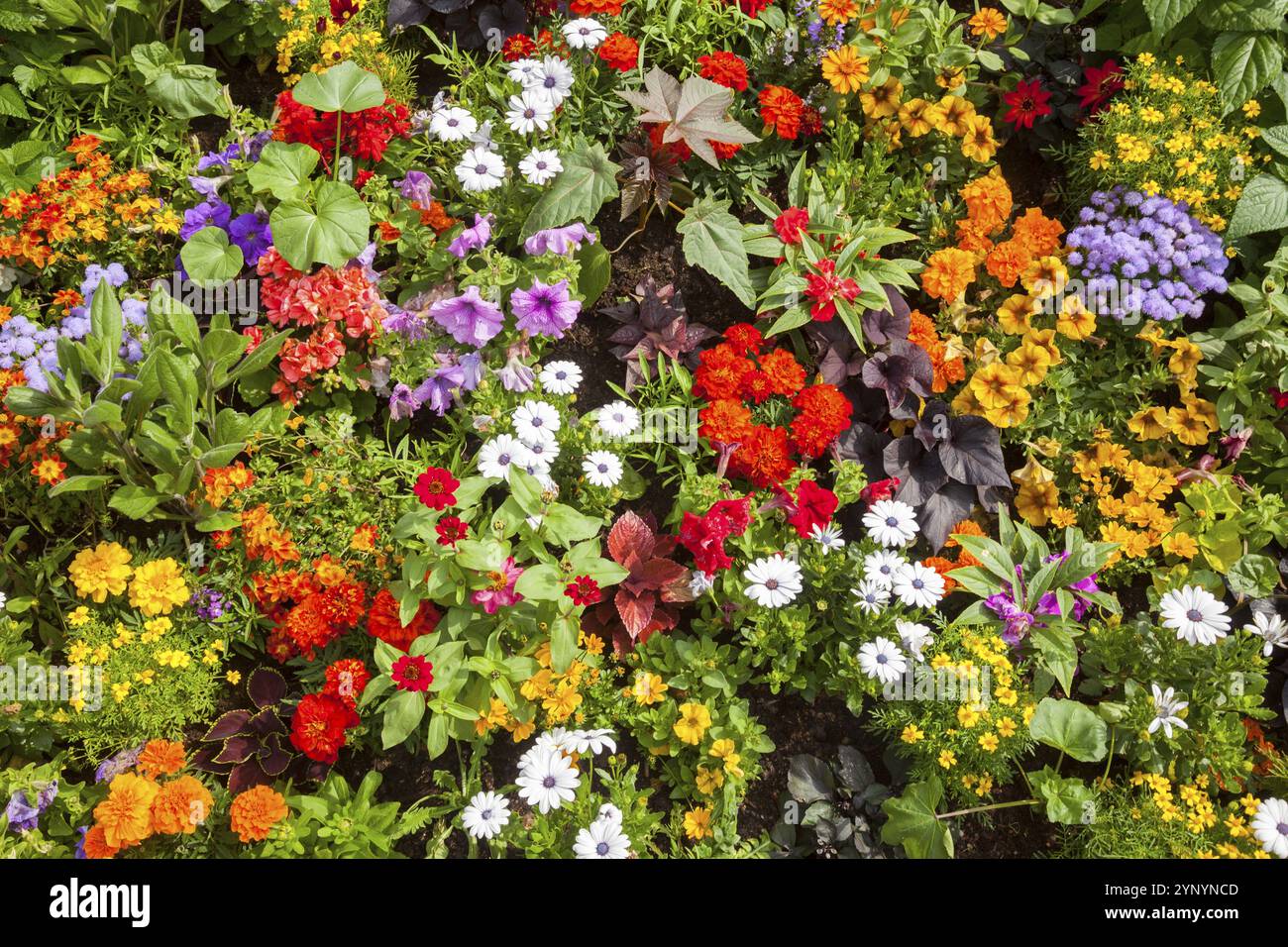 Floral carpet, Floral wallpaper Stock Photo - Alamy