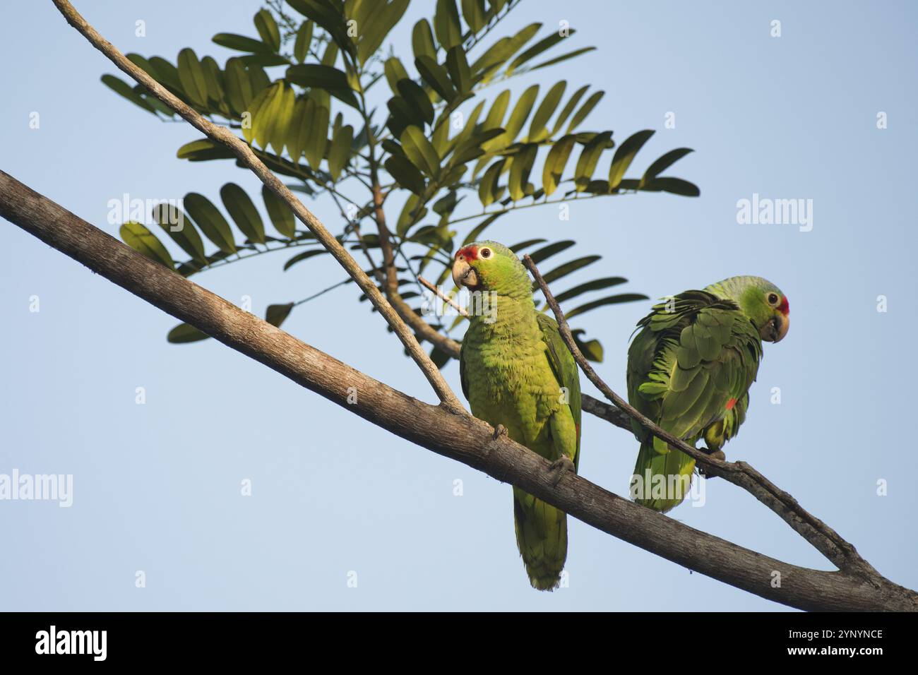 Red-fronted Amazon (Amazona autumnalis), Costa Rica, Central America ...