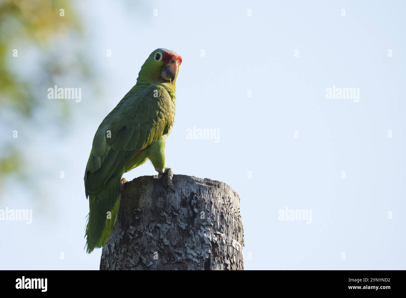 Red-fronted Amazon (Amazona autumnalis), Costa Rica, Central America ...