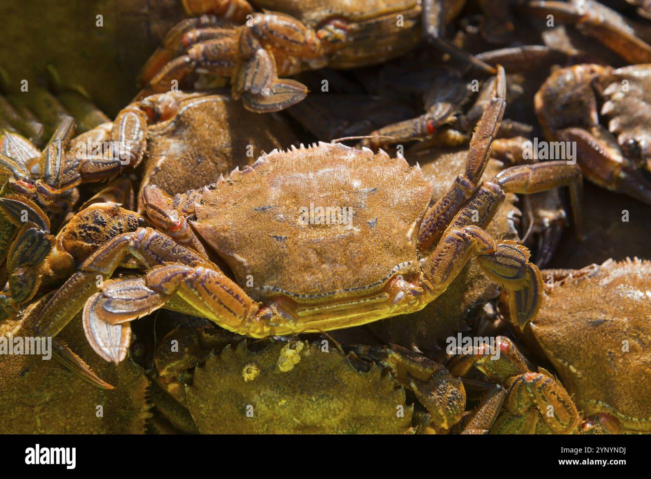 Grocery market sections hi-res stock photography and images - Alamy
