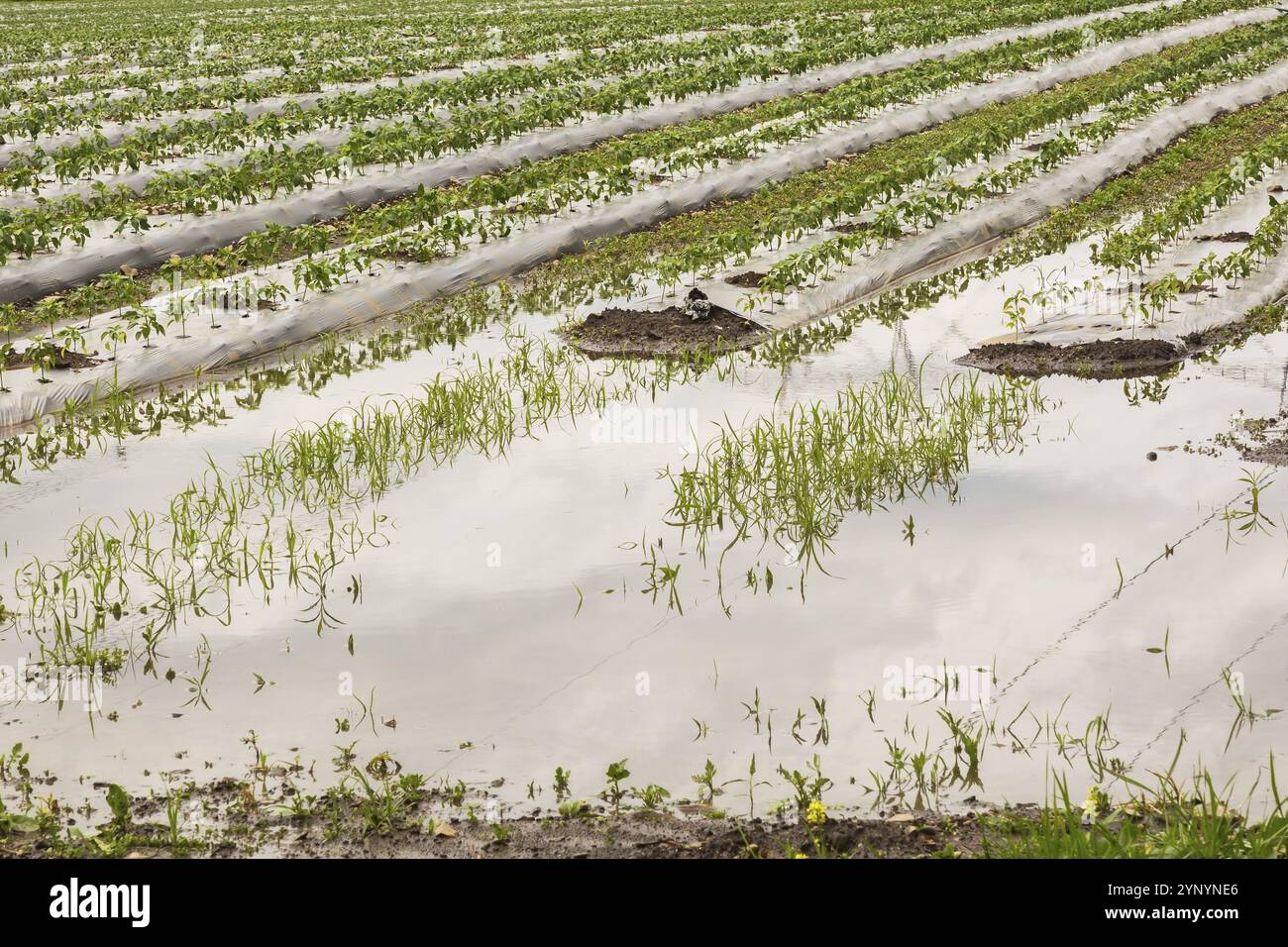 Young vegetable crops protected by plastic sheeting growing in field ...