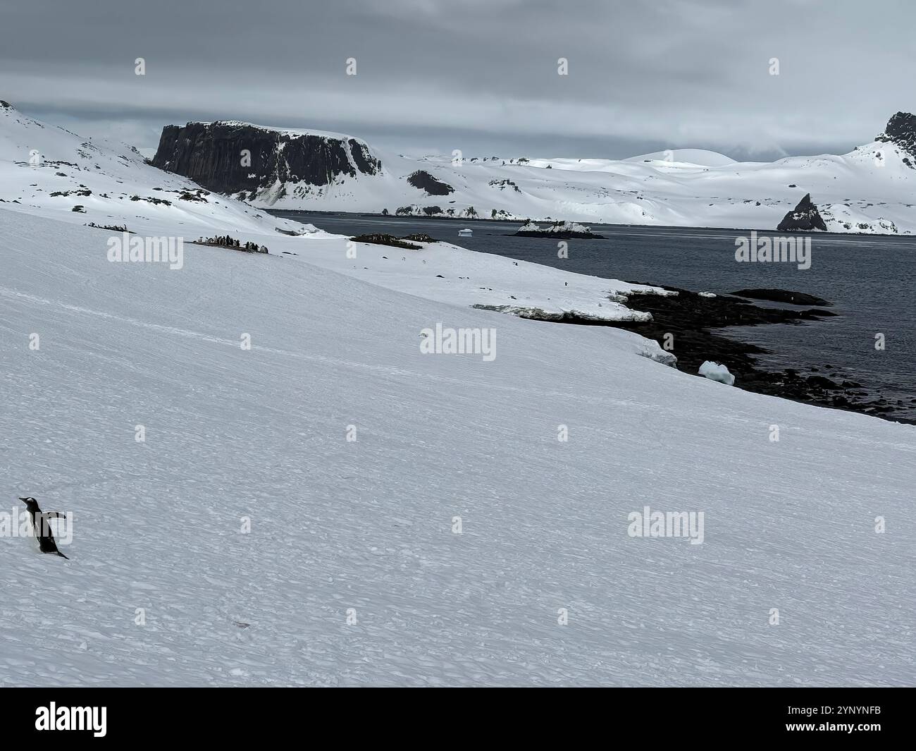 Explore Antarctica 2025. Antarctica mountains, sea and penguin in South ...