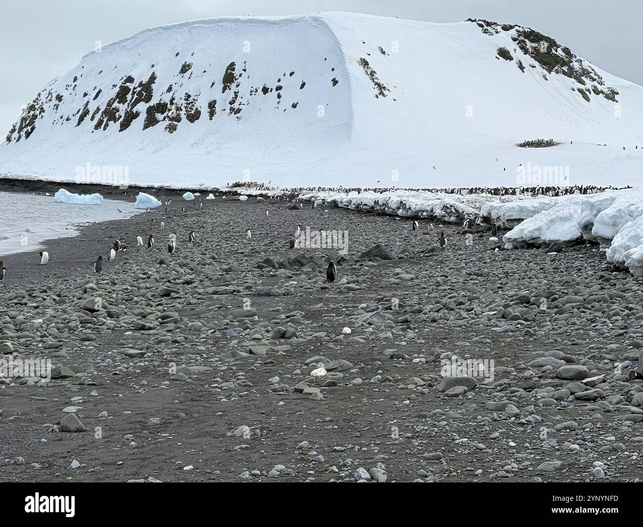 Explore Antarctica 2025. Antarctica mountains, sea and penguin in South ...