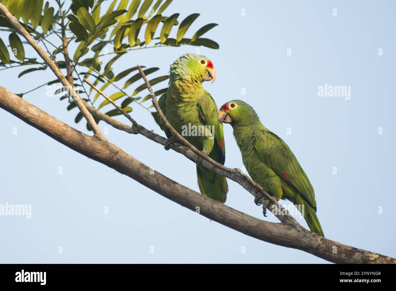 Red-fronted Amazon (Amazona autumnalis), Costa Rica, Central America ...
