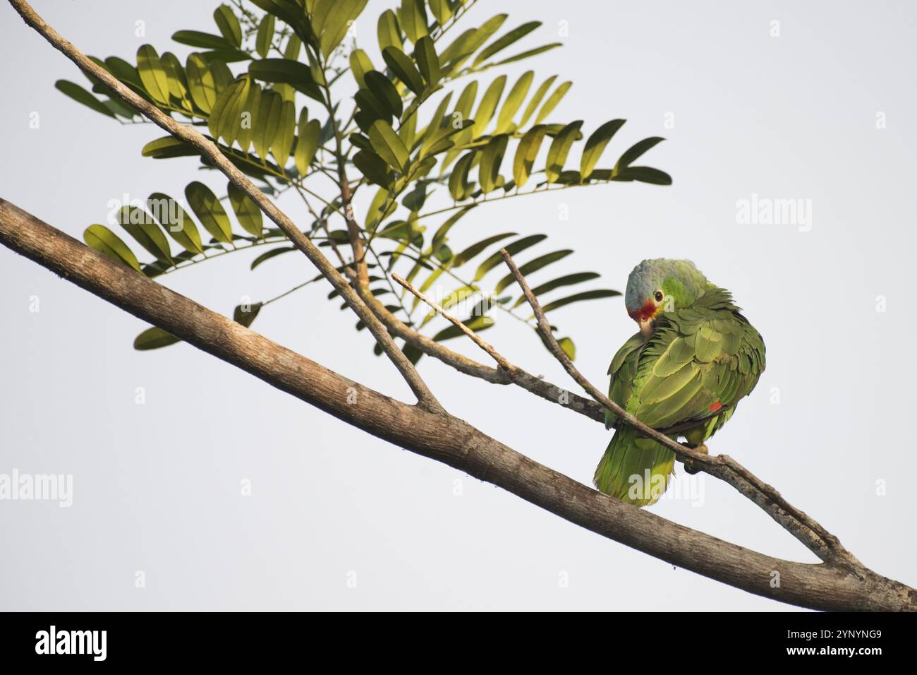 Red-fronted Amazon (Amazona autumnalis), Costa Rica, Central America ...