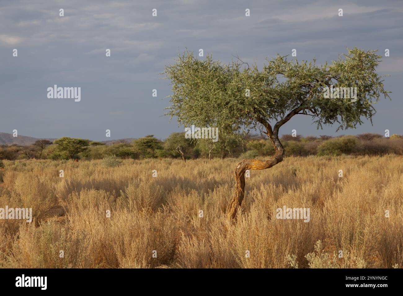 Landscape near the Waterberg region, evening light, Namibia, Africa ...