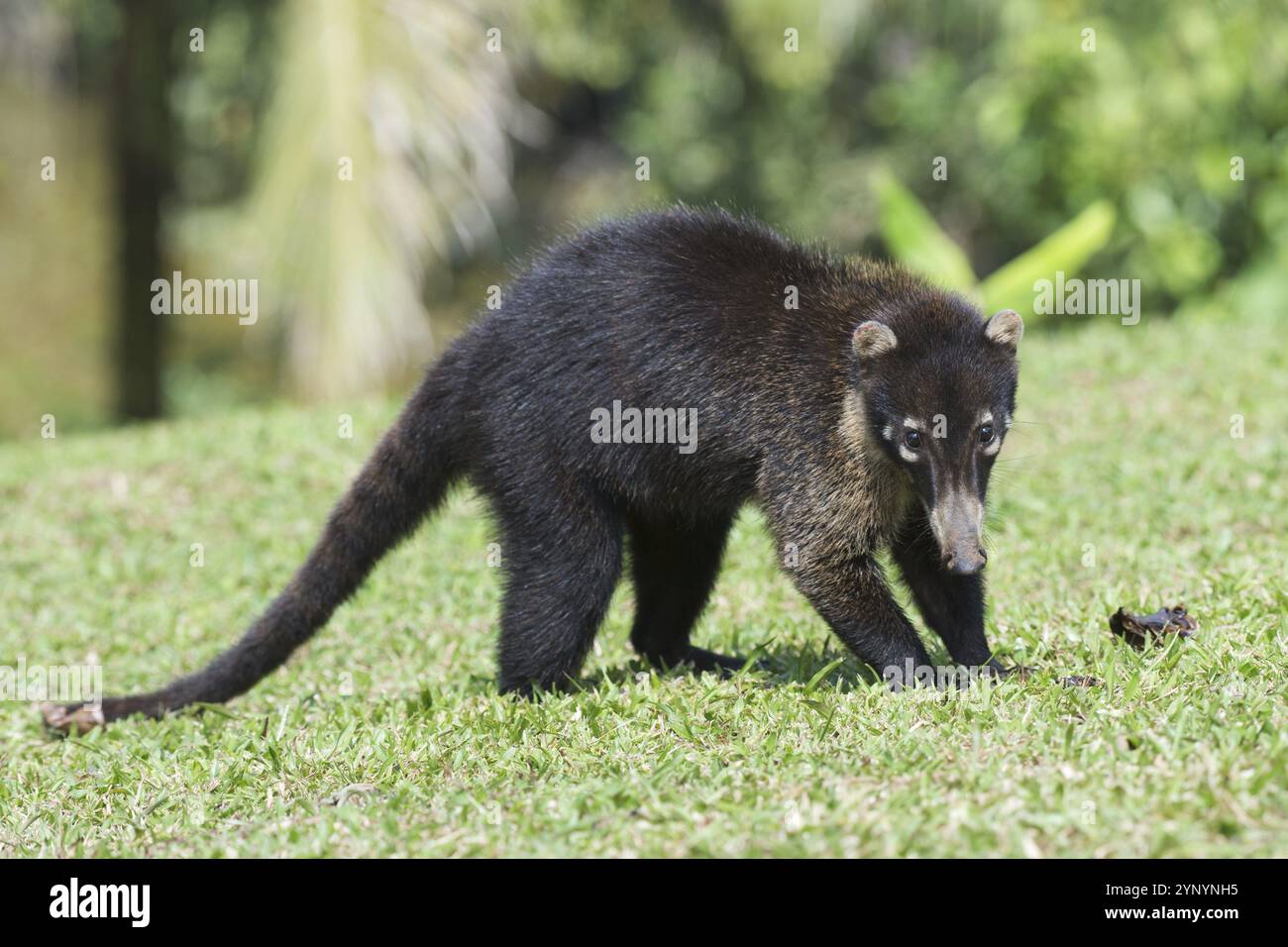 White-nosed coati (Nasura narica), Costa Rica, Central America Stock ...