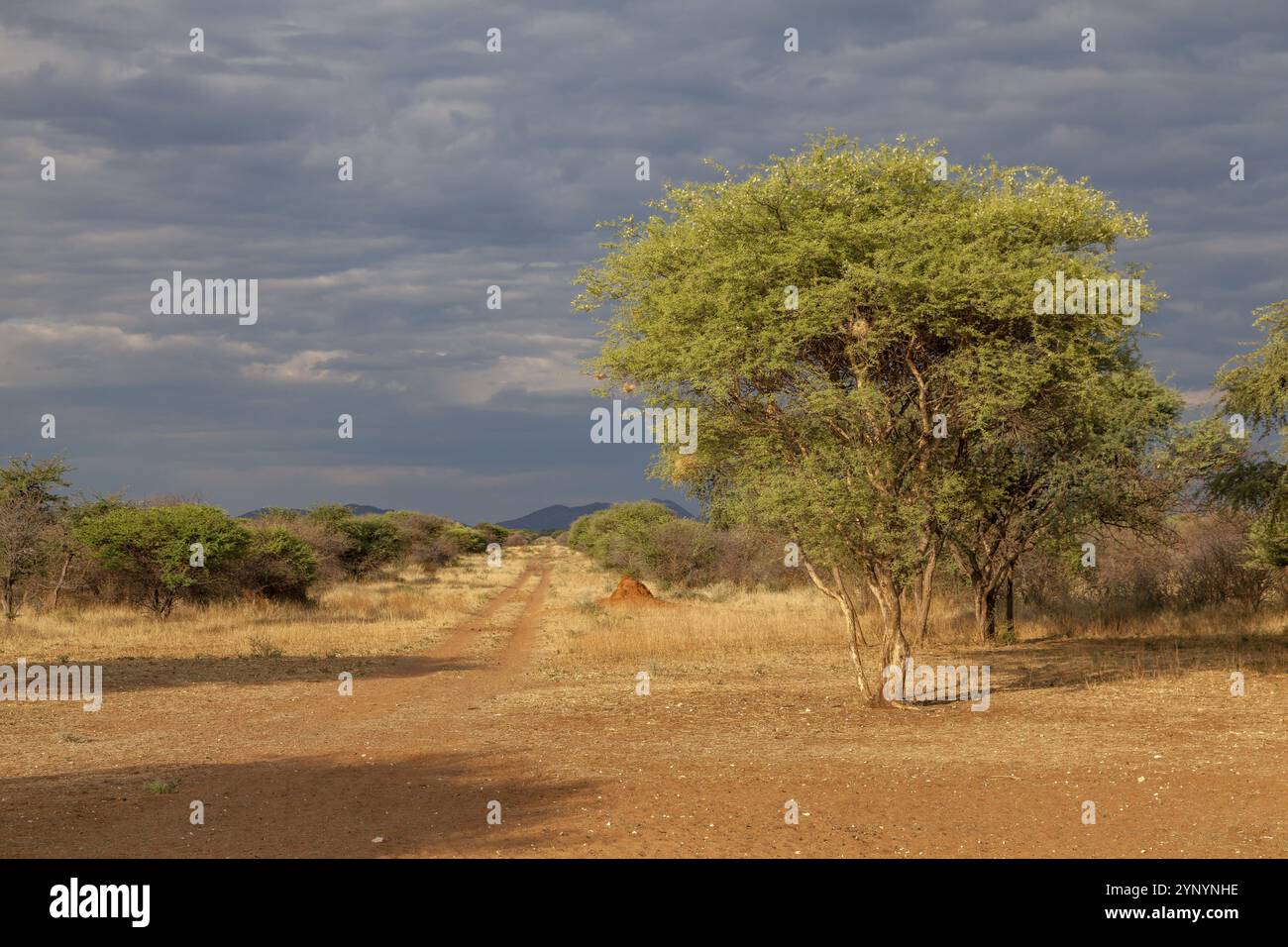 Landscape near the Waterberg region, evening light, Namibia, Africa ...