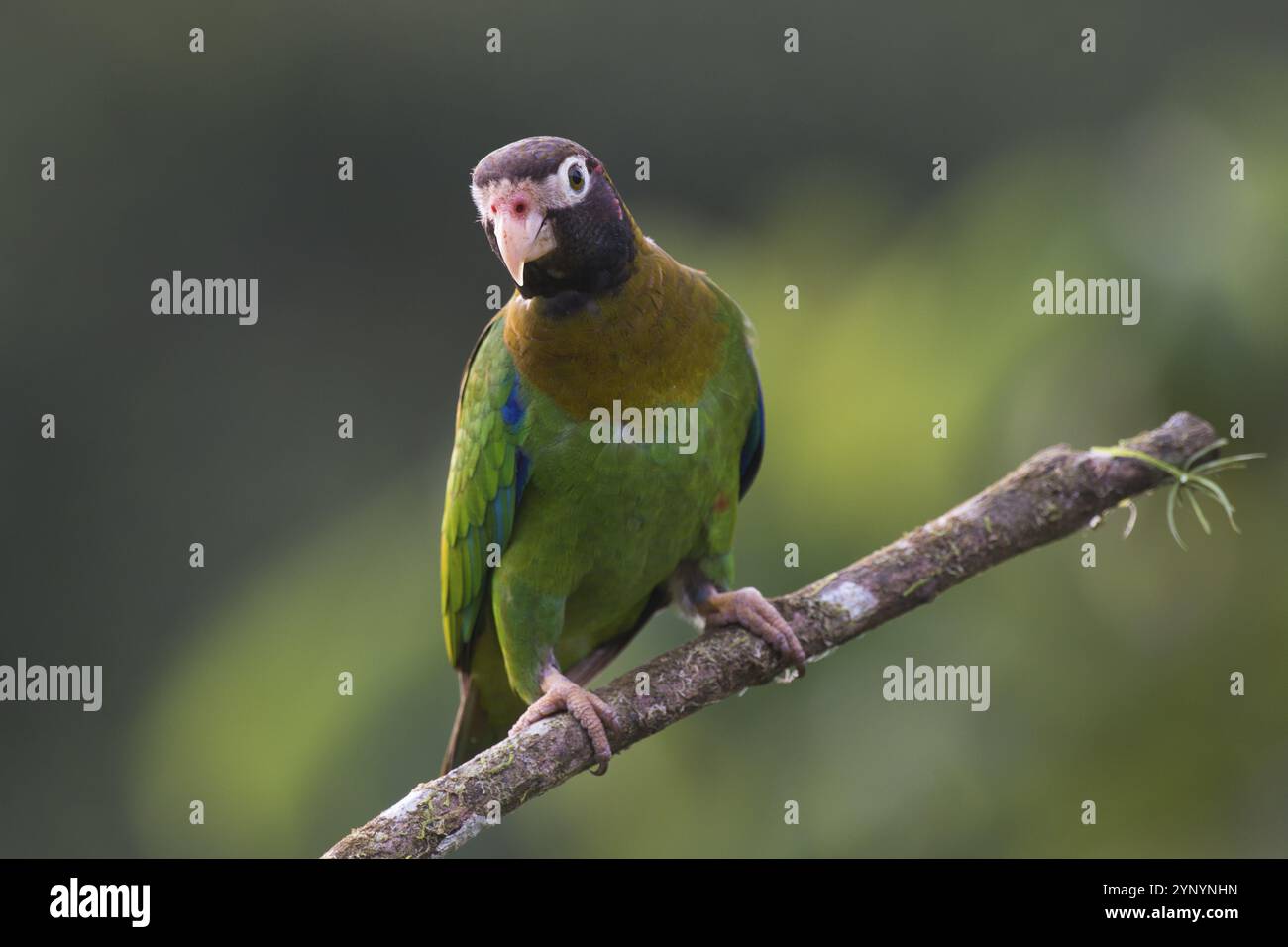 Grey-cheeked parrot (Pyrilia haematotis), Costa Rica, Central America ...