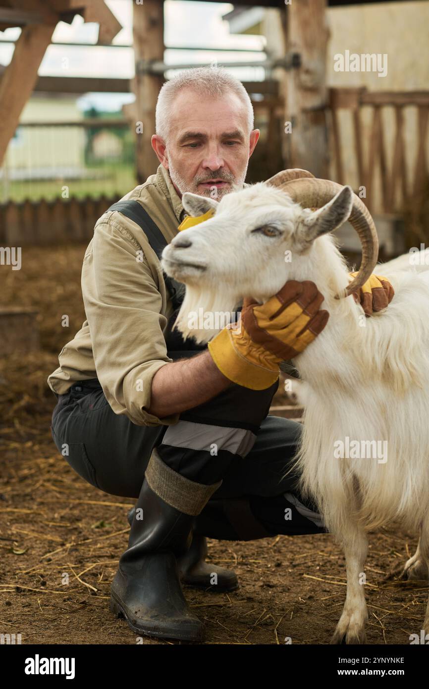 Senior male owner of livestock farm petting goat and looking at white ...
