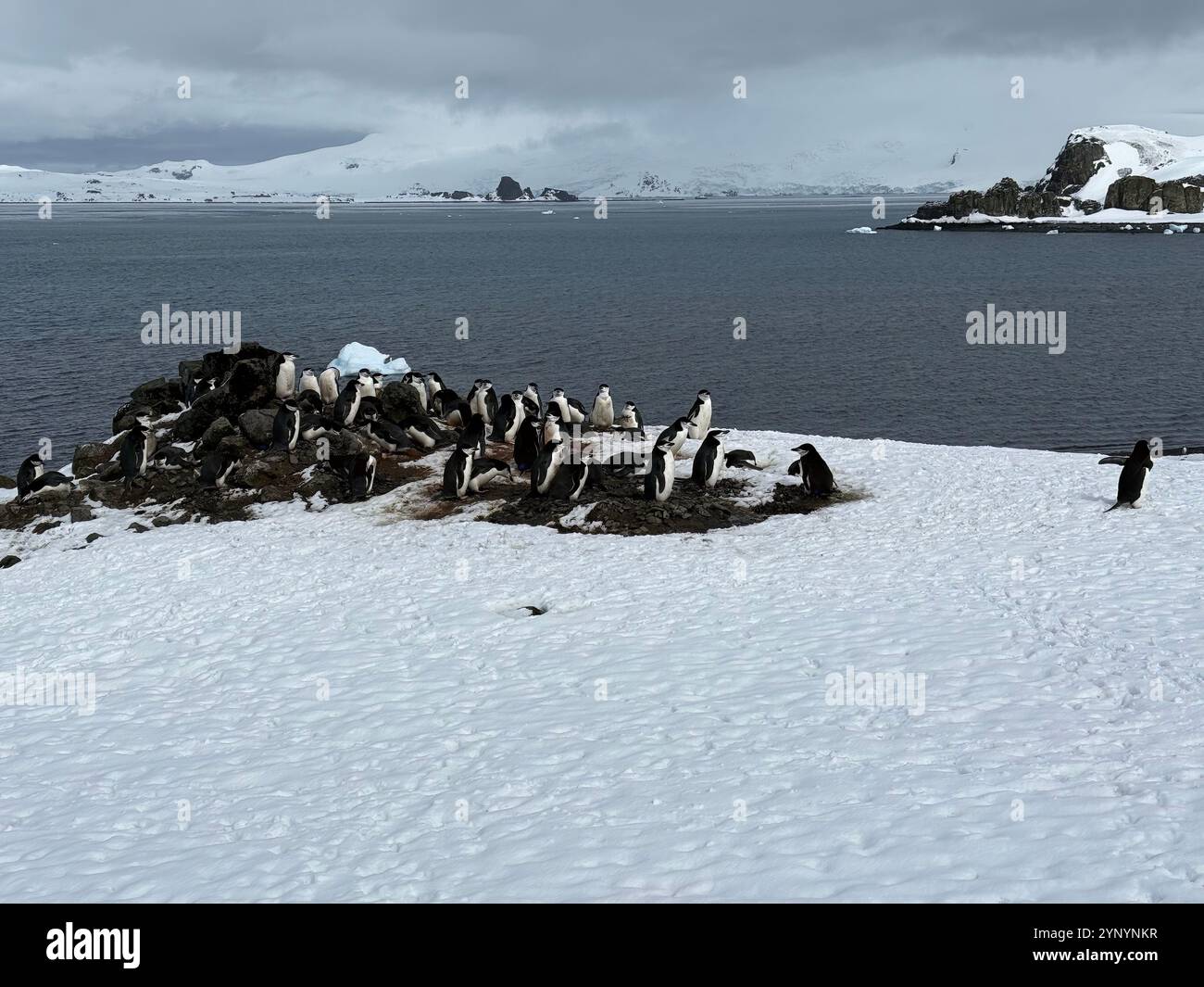 Explore Antarctica 2025. Antarctica mountains, sea and penguin in South ...