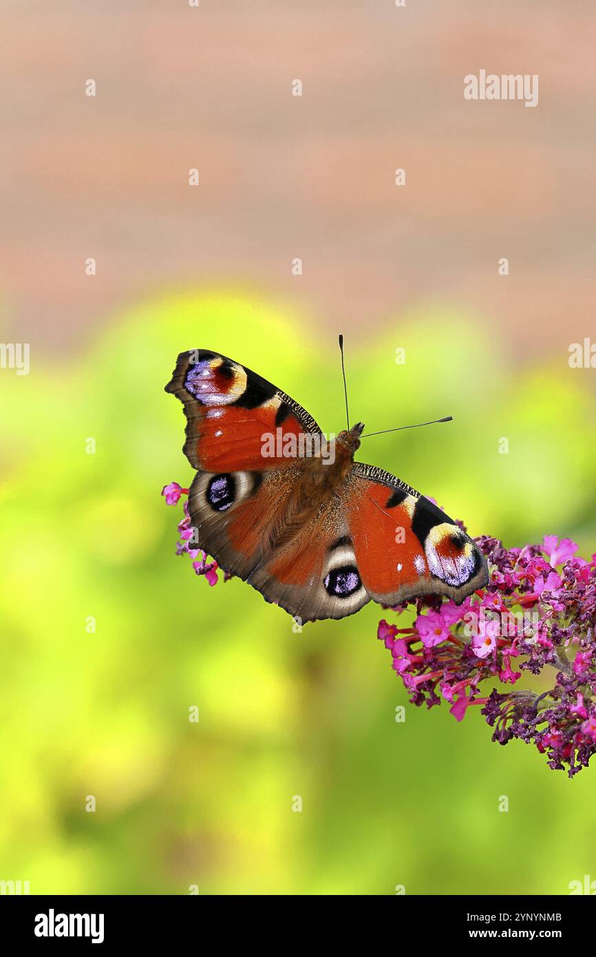 Nectar eating butterflies hi-res stock photography and images - Alamy