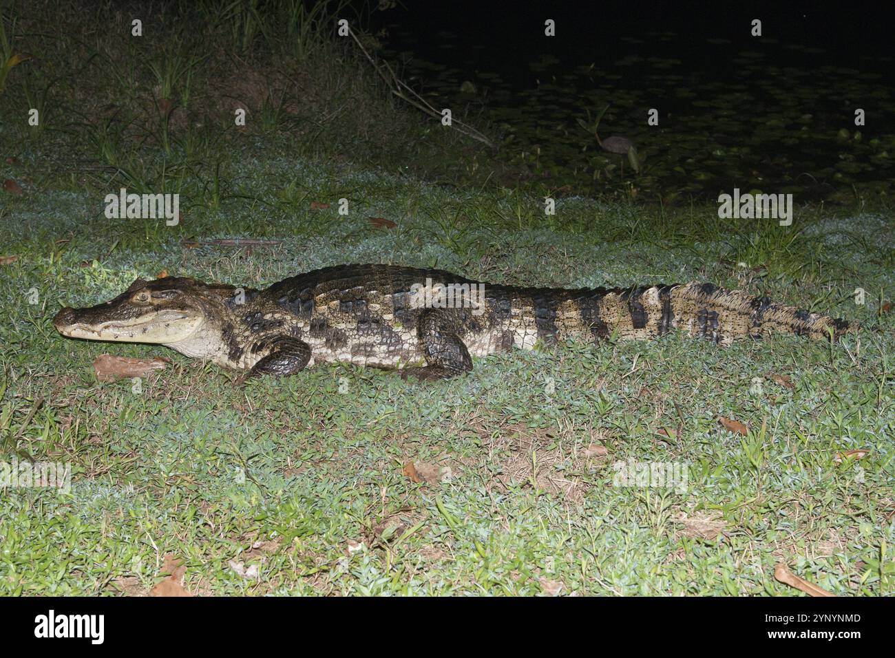 Crocodile caiman (Caiman crocodylus), Costa Rica, Central America Stock ...