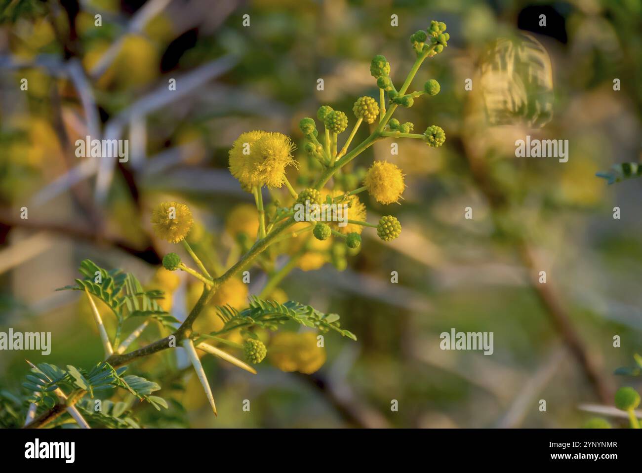 Camelthorn (Vachellia erioloba, syn.: Acacia erioloba E.Mey.), also ...