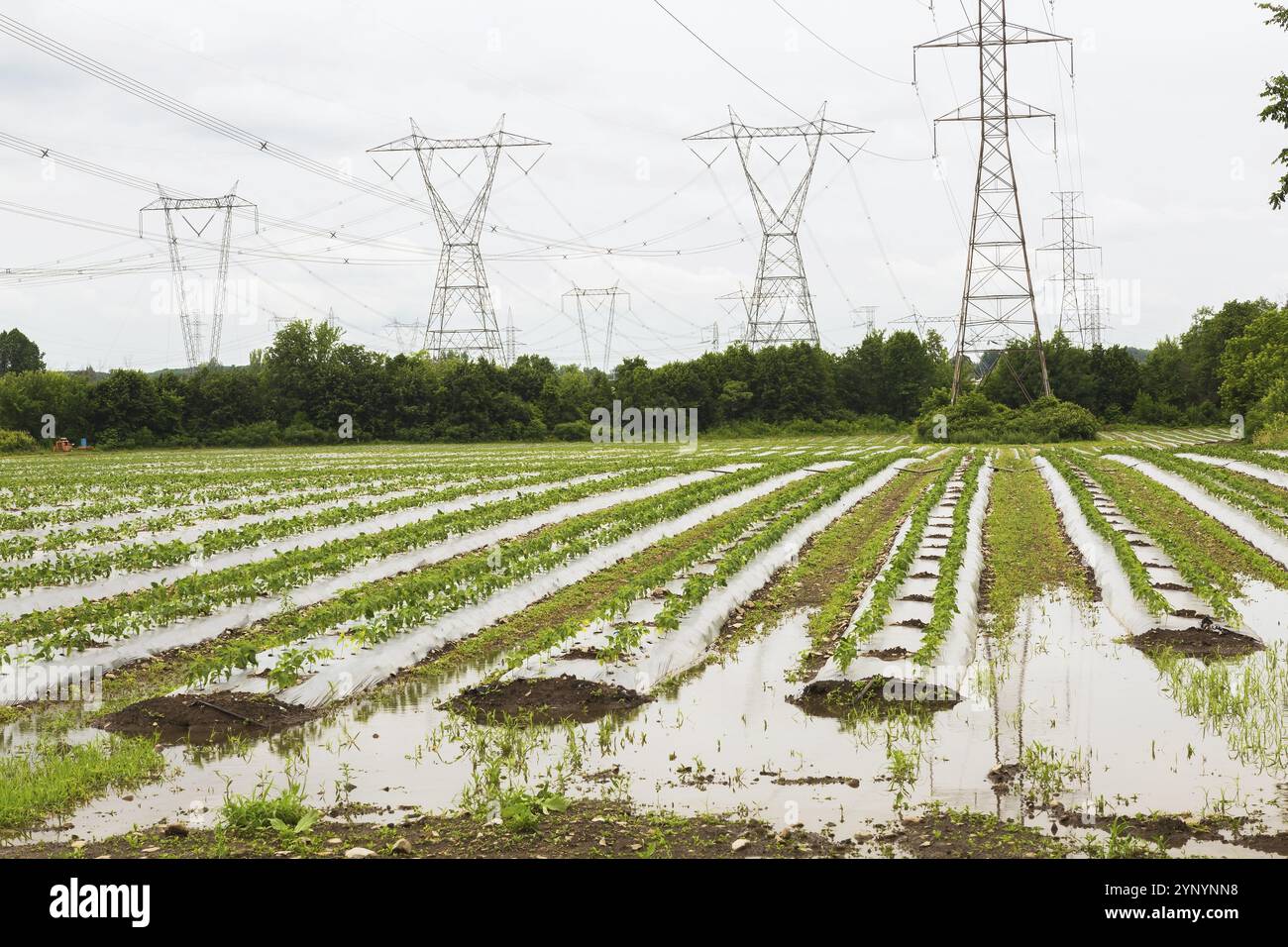 Raining field hi-res stock photography and images - Alamy