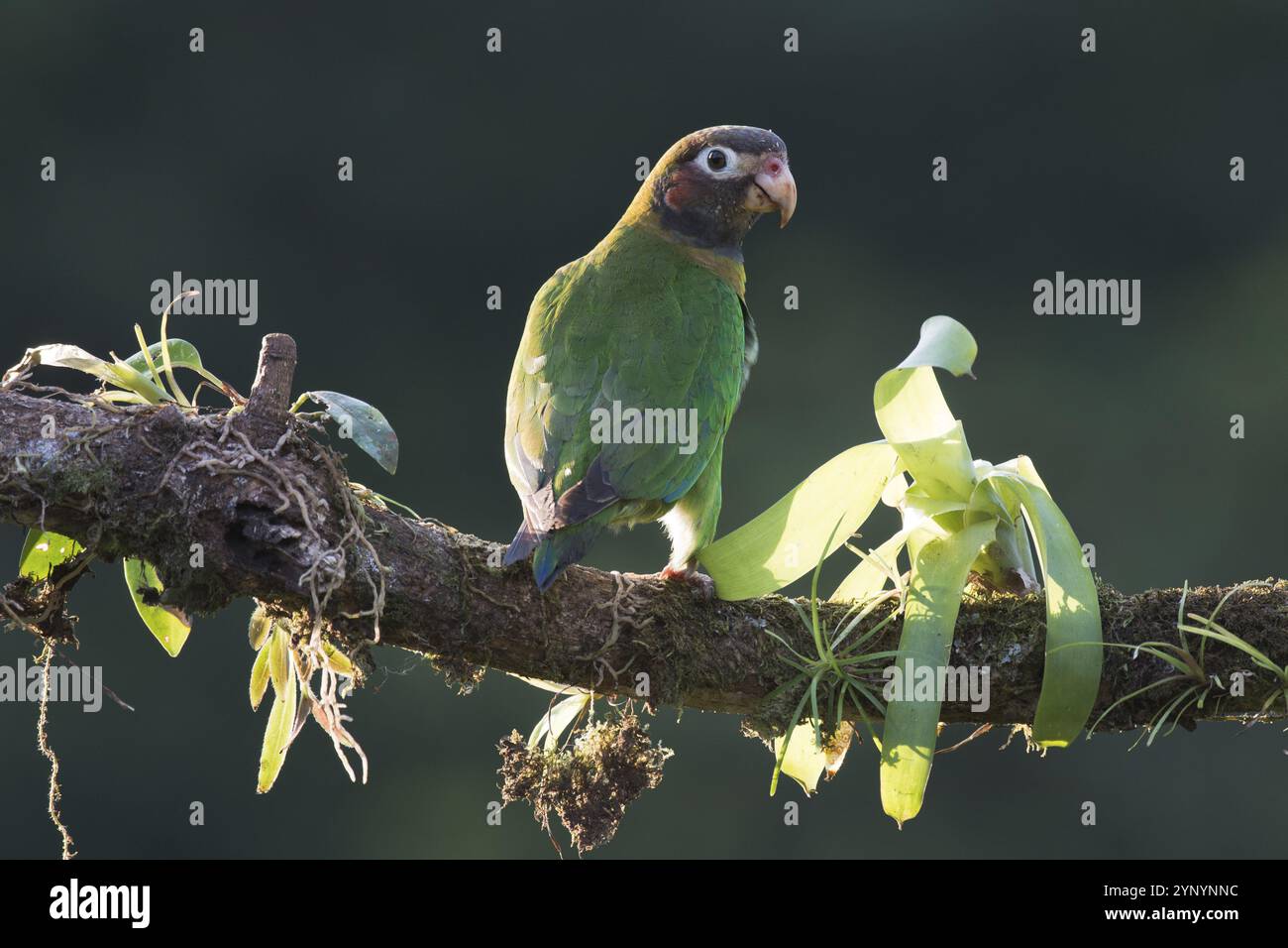 Grey-cheeked parrot (Pyrilia haematotis), Costa Rica, Central America ...