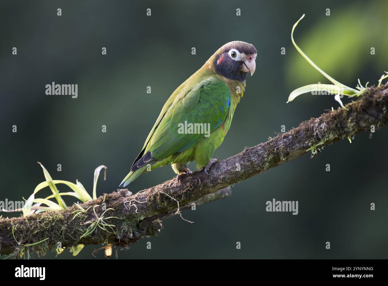 Grey-cheeked parrot (Pyrilia haematotis), Costa Rica, Central America ...