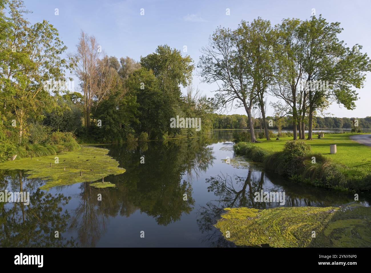 Macrophyte vegetation hi-res stock photography and images - Alamy