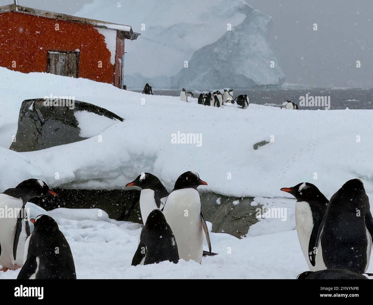 Explore Antarctica 2025. Antarctica mountains, sea and penguin in South ...