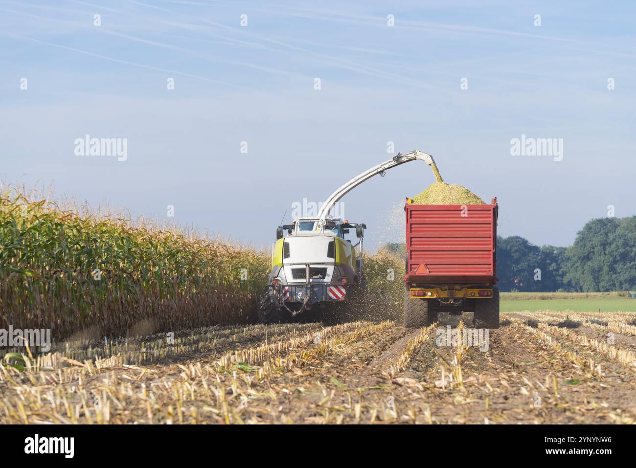 Corn being harvested at the end of a long summer Stock Photo - Alamy