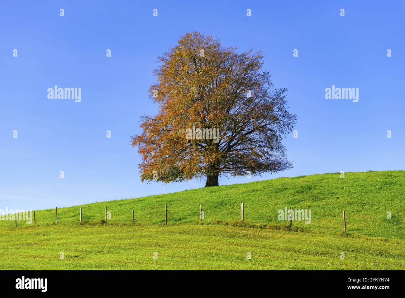 Copper colored fence hi-res stock photography and images - Alamy