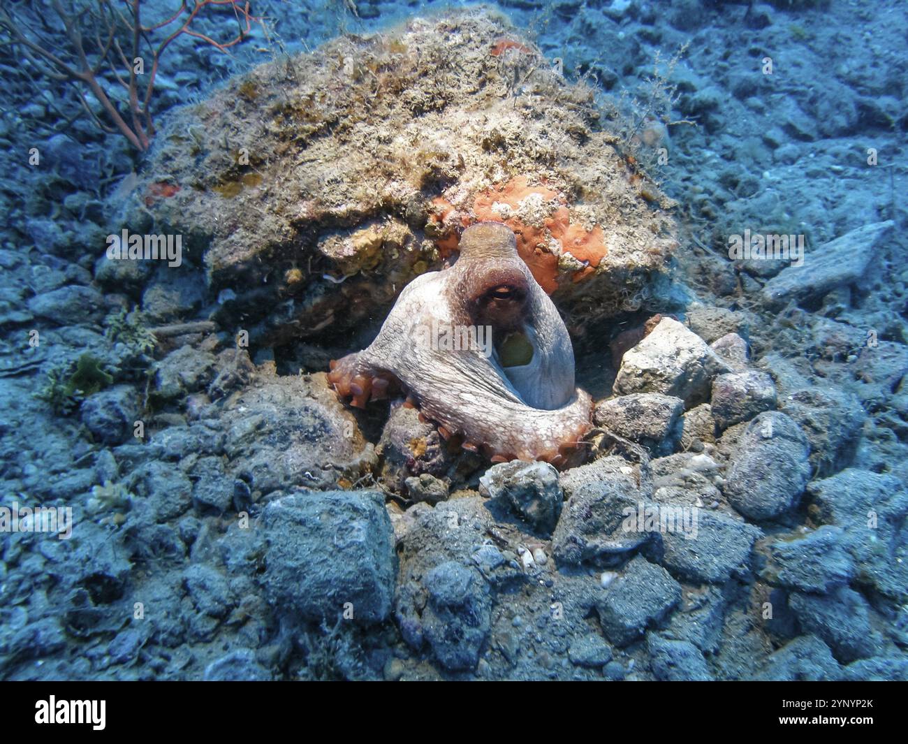 Wild octopus in mediterranean hi-res stock photography and images - Alamy
