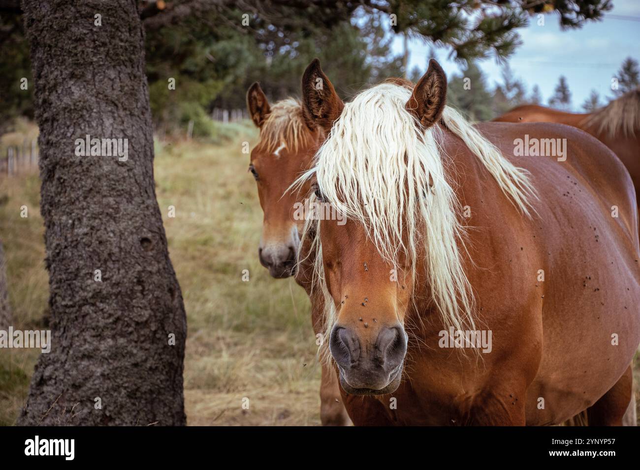 Jument cheval hi-res stock photography and images - Alamy