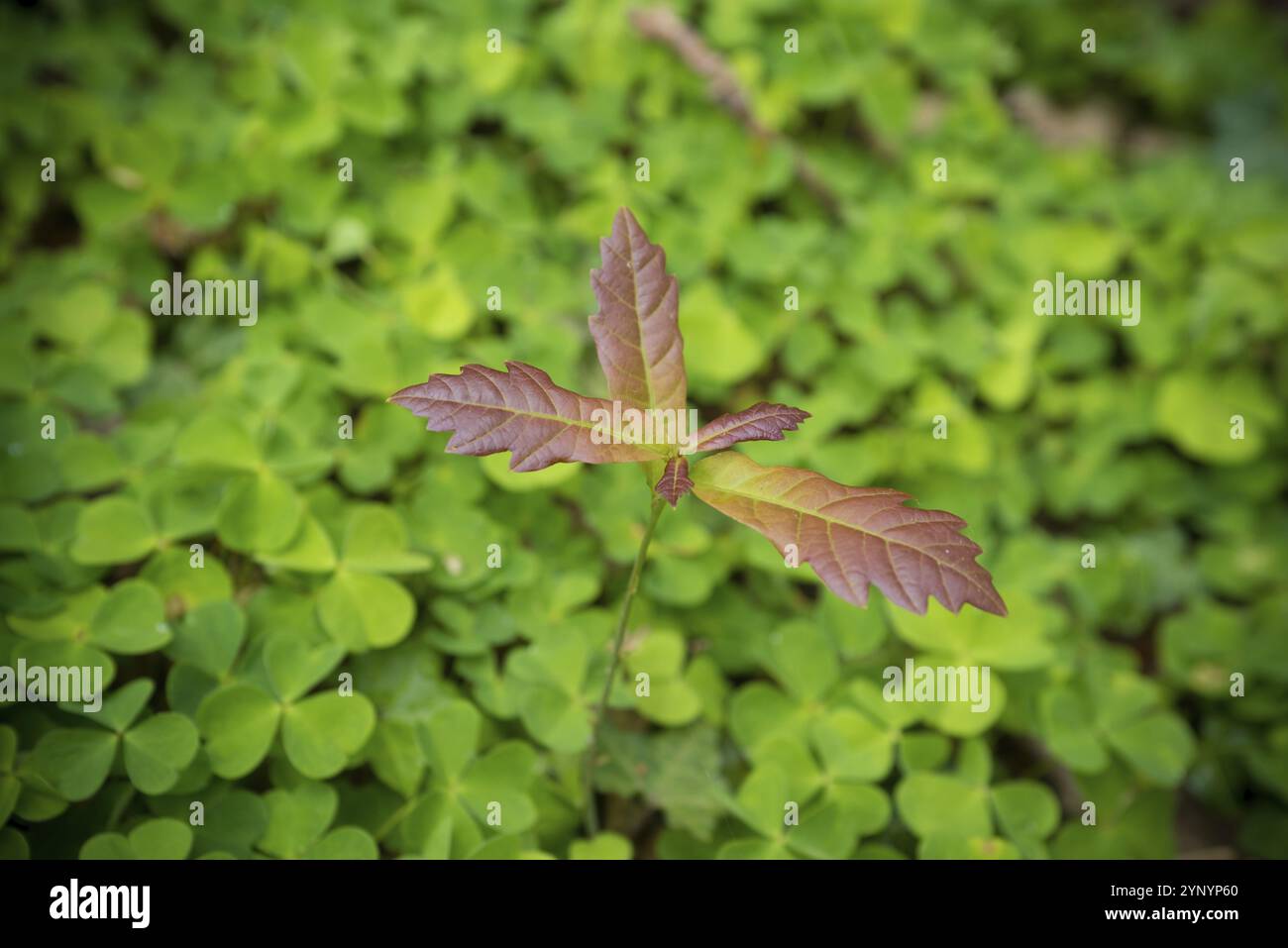 Clover bed hi-res stock photography and images - Alamy
