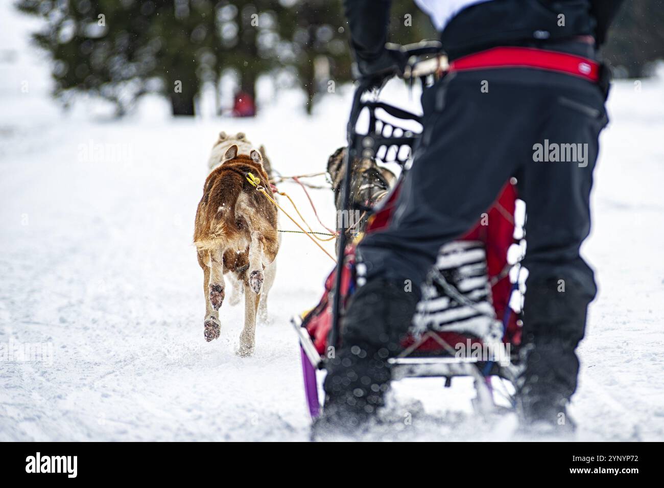 Sled dog scene during a competition Stock Photo - Alamy