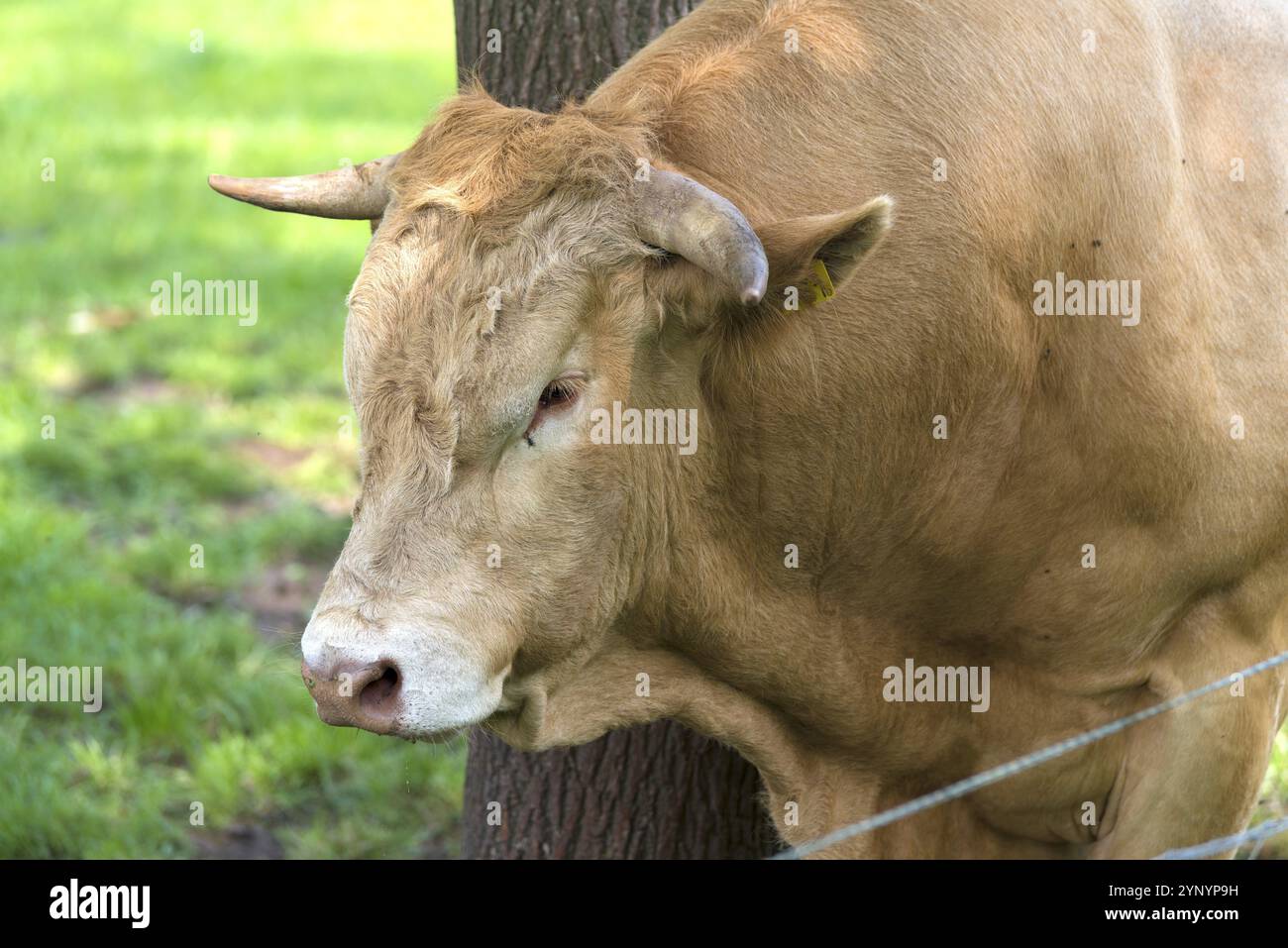 Muscular limousine bull in hi-res stock photography and images - Alamy