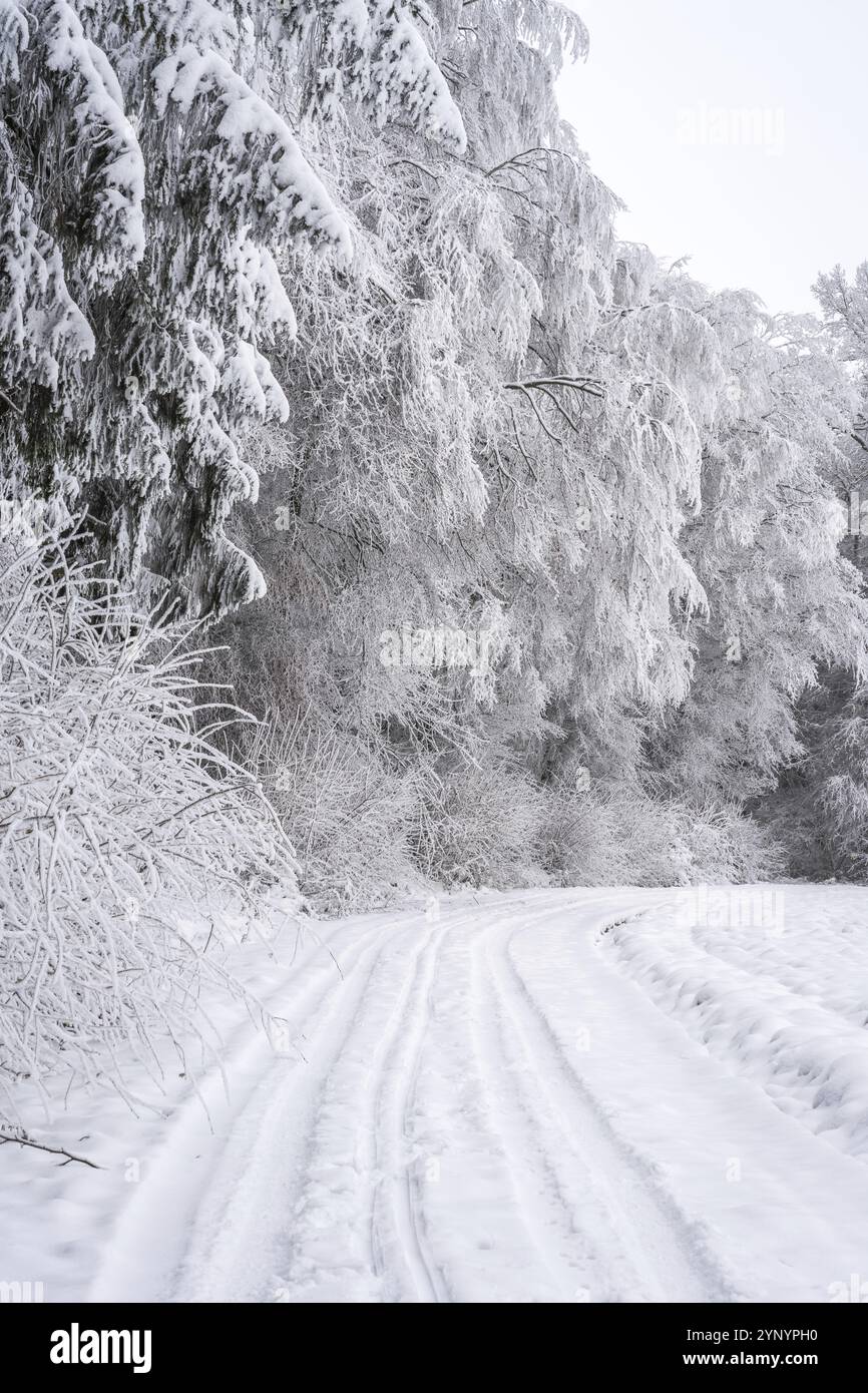 Snow covered logging road hi-res stock photography and images - Alamy