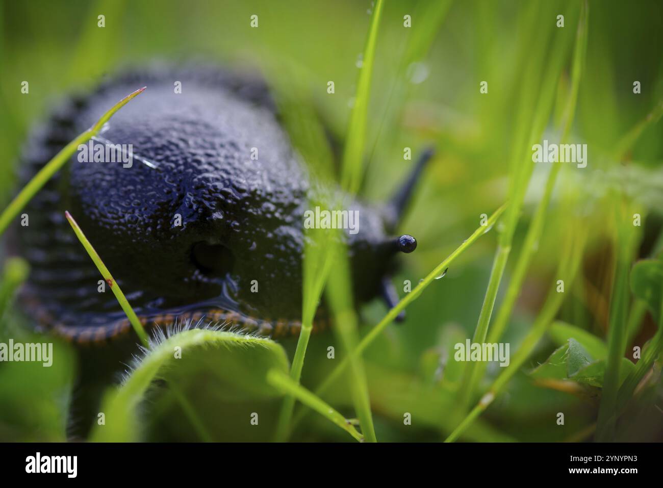 Detailed snail view hi-res stock photography and images - Alamy
