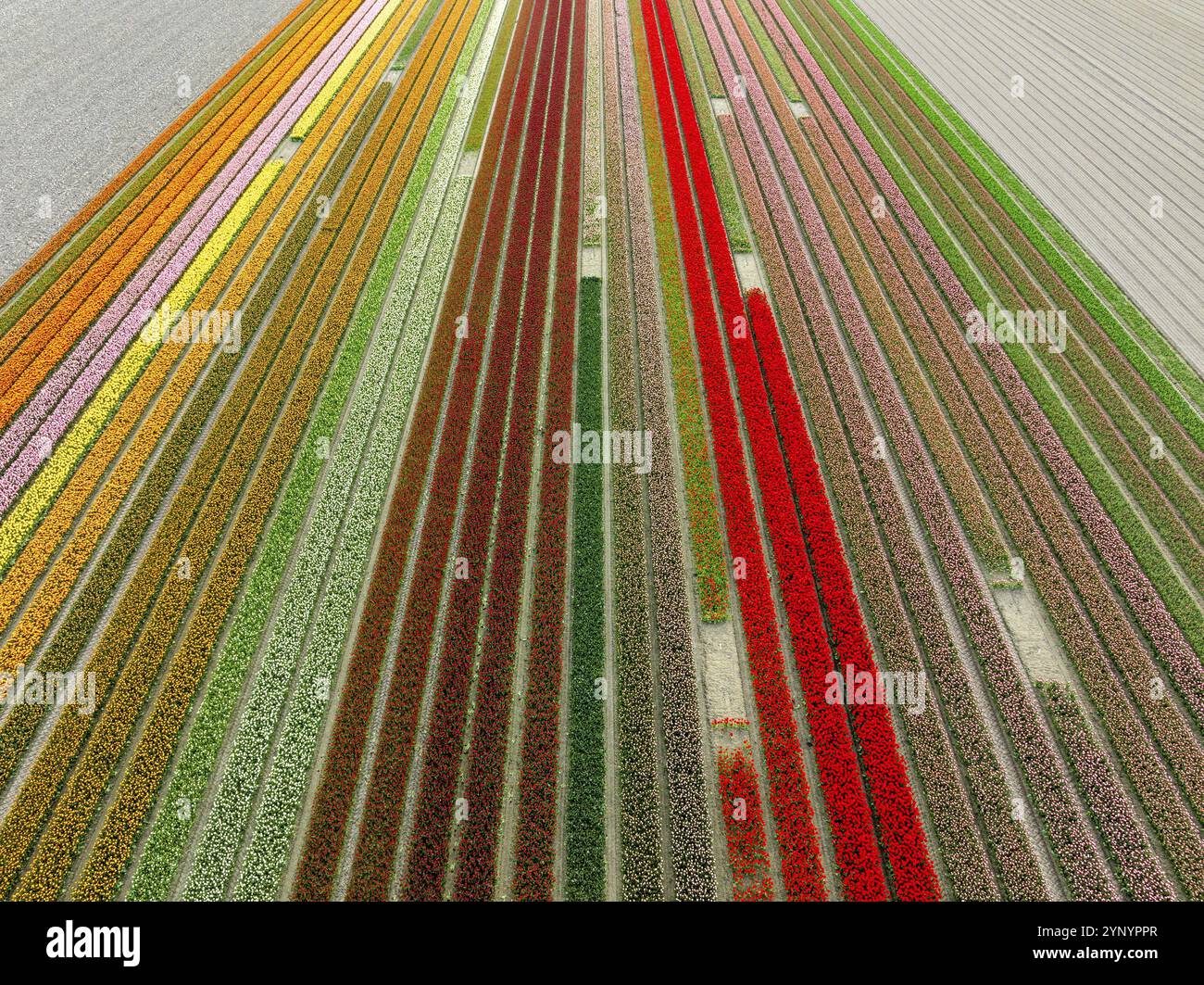 Top view tulips colorful hi-res stock photography and images - Alamy