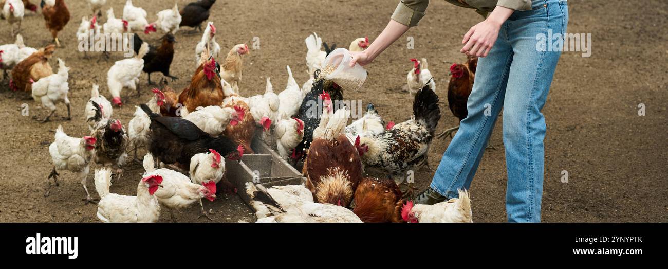 Header of young female farmer pouring chicken feed into troughs in the ...