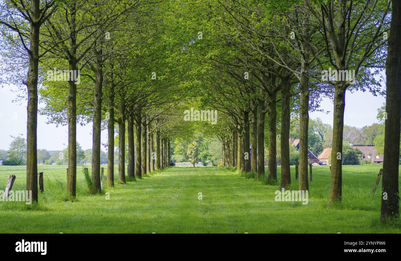 Avenue trees in netherlands hi-res stock photography and images - Alamy