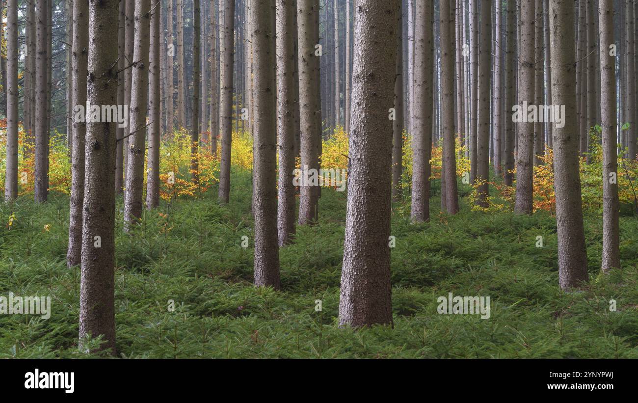 Woodland panorama of conifer tree trunks with some small hardwood trees ...