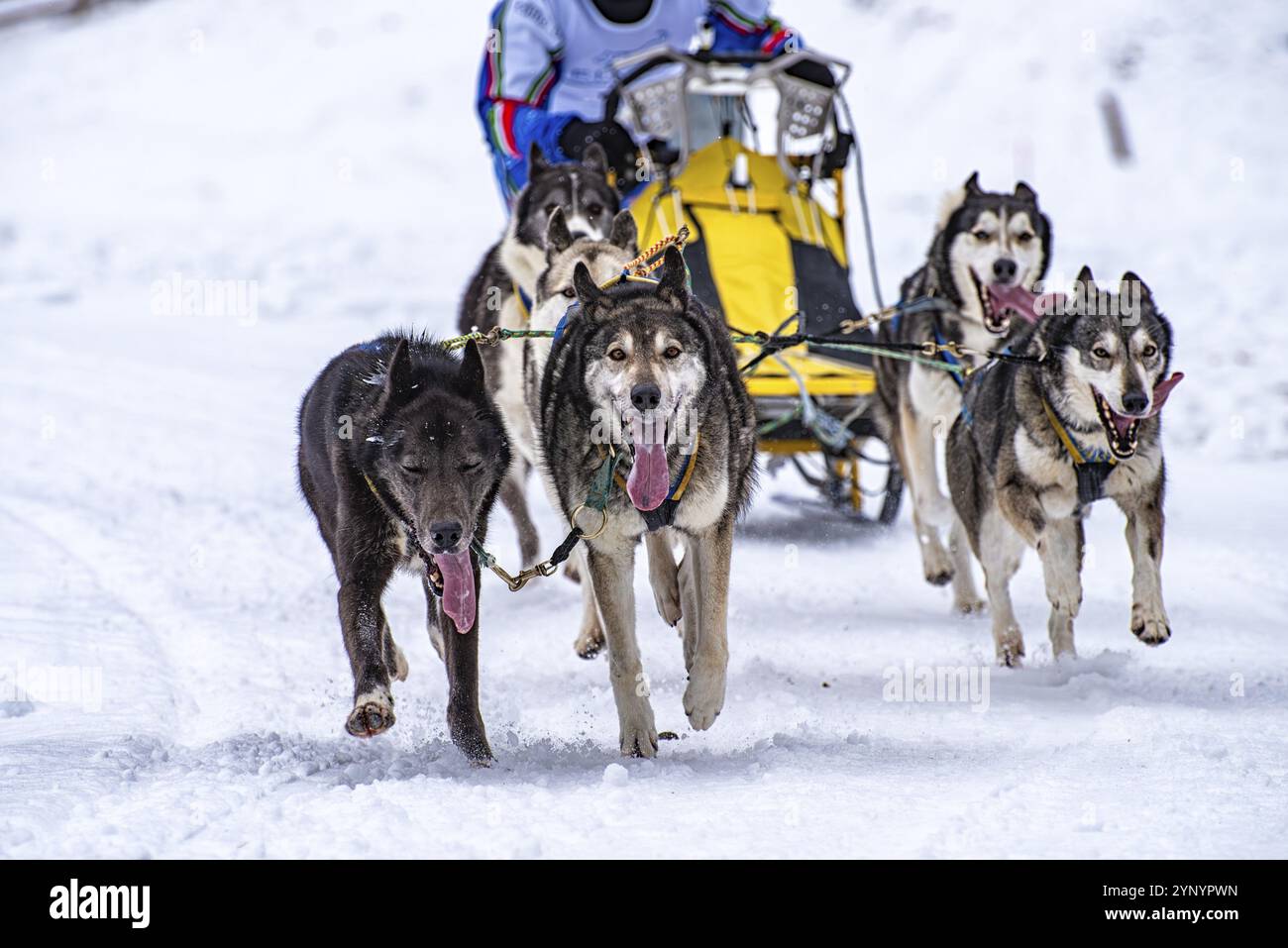 Sled dog scene during a competition Stock Photo - Alamy