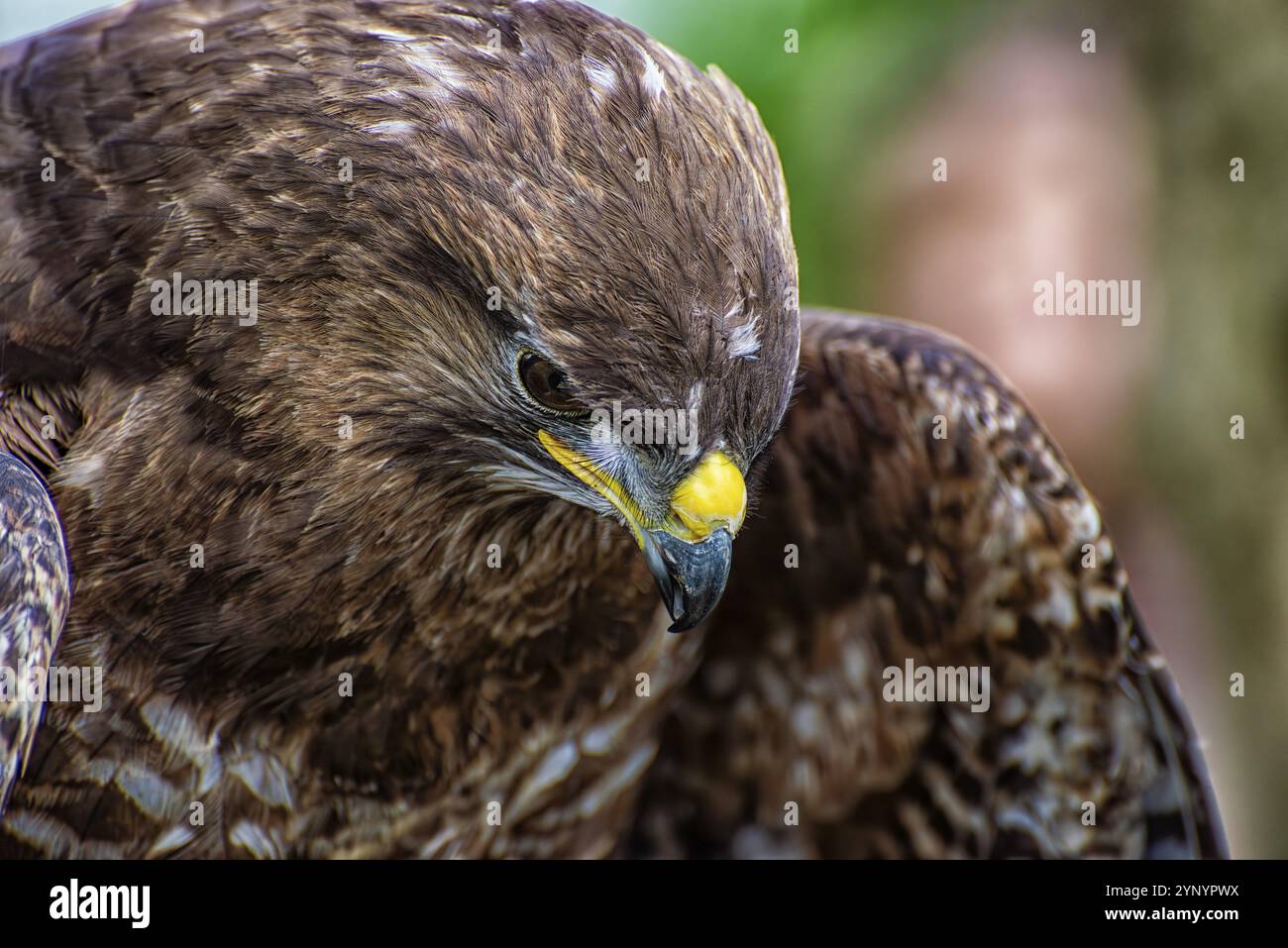 Image captures detailed close up hi-res stock photography and images ...