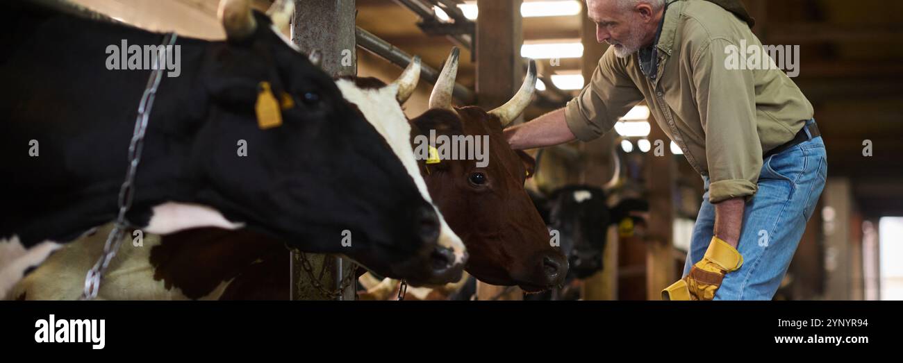 Header of mature owner of cattle farm touching purebred animal while ...
